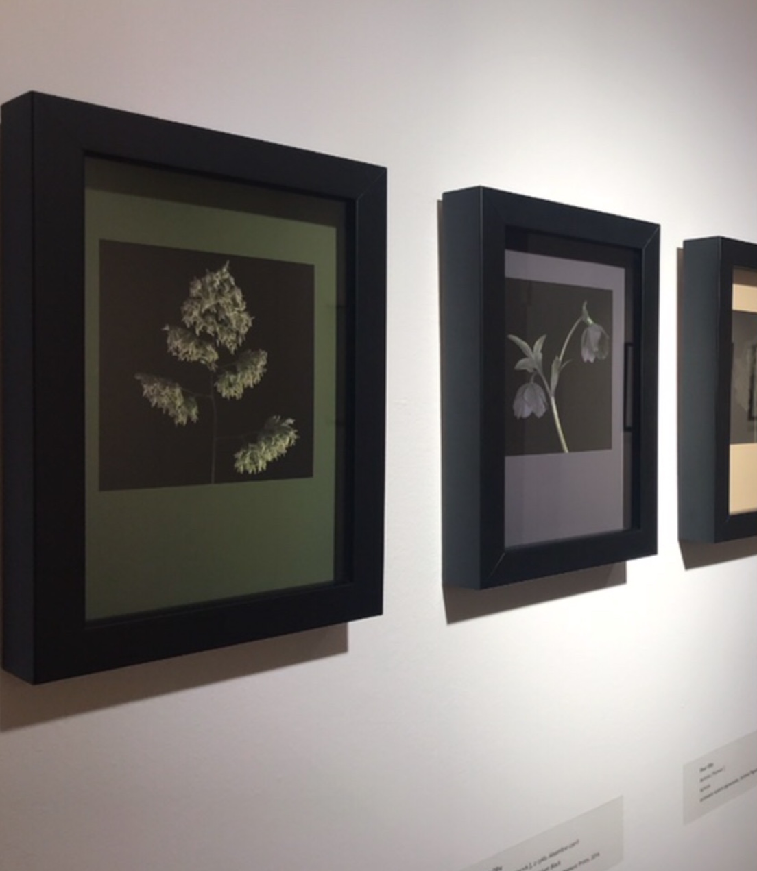 Velvet Black Editions – Fleur Olby